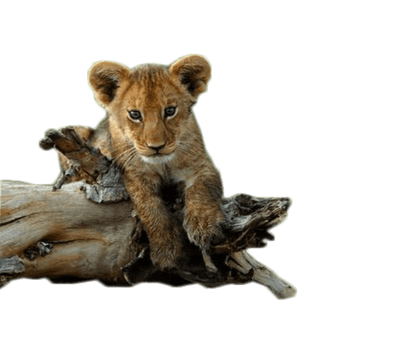 mes tubes animaux 2 - Page 2