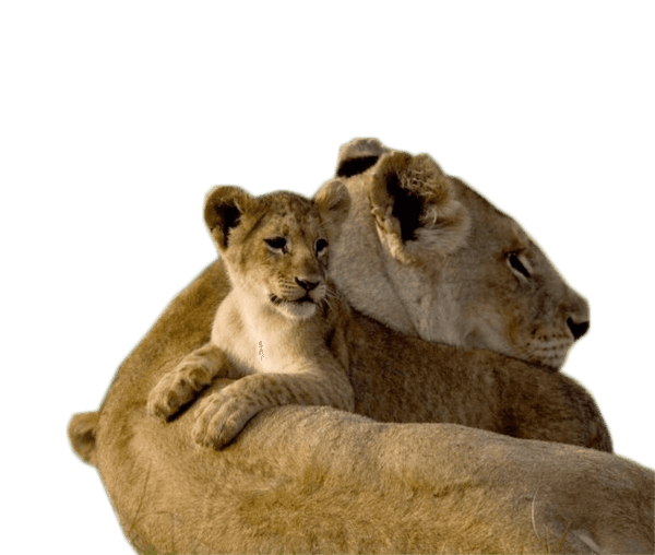 mes tubes animaux 2 - Page 2