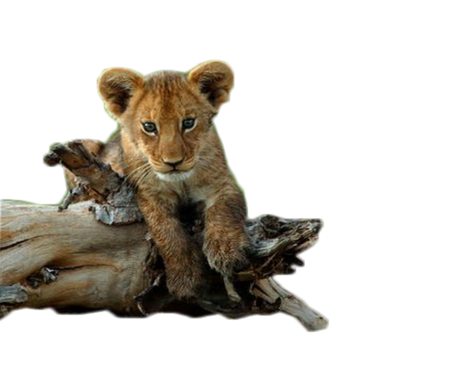 mes tubes animaux 2 - Page 2